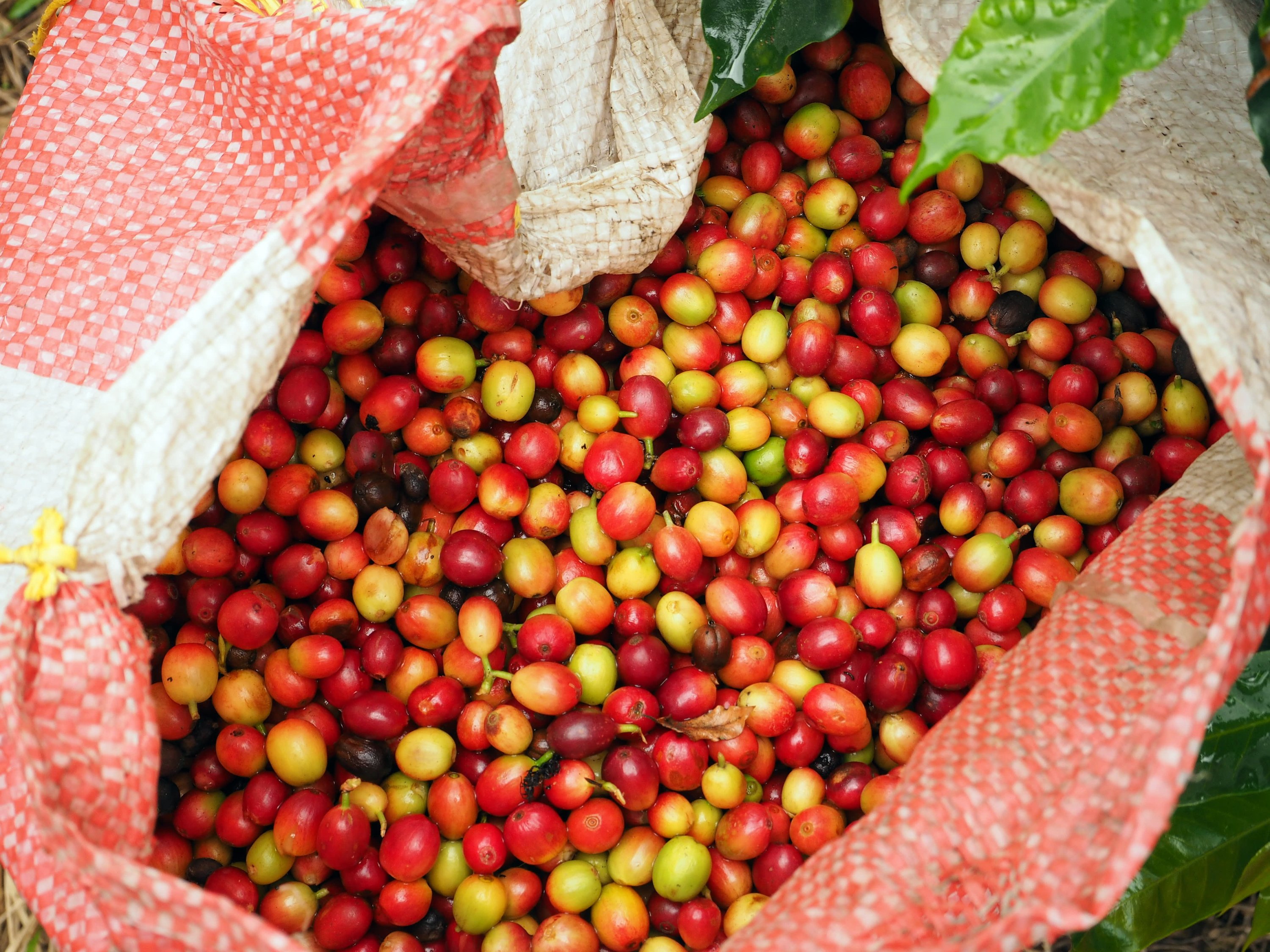 The Instant Coffee Market: How Nescafé Became the Leader | Biz Focus Hub